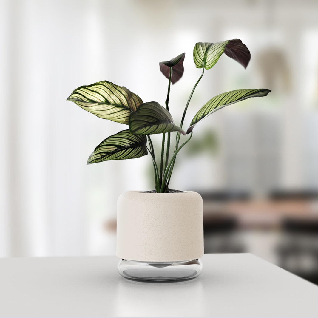 Products – Pikaplant.com