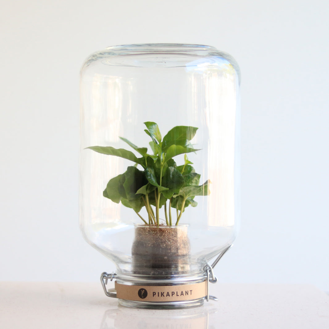 Products – Pikaplant.com